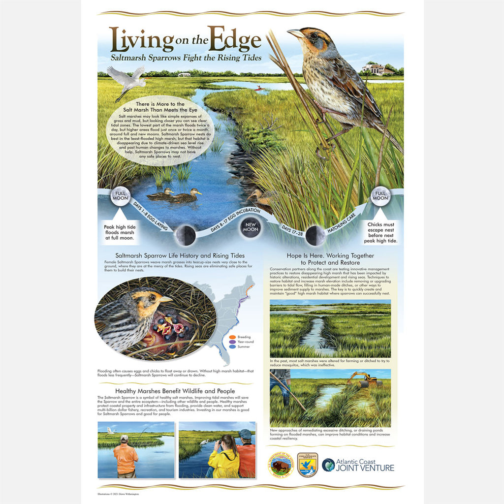 "Saltmarsh Sparrow" Poster – drawnbydawn