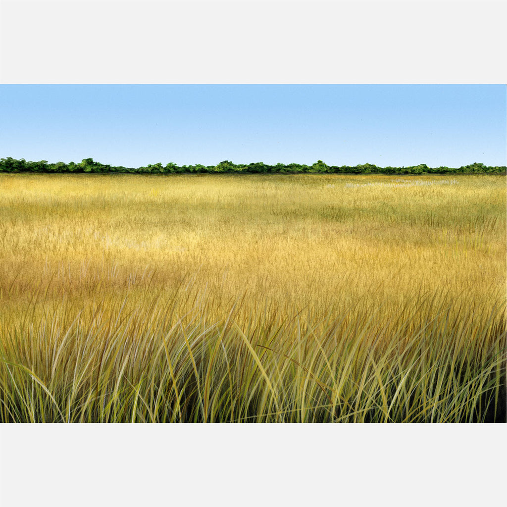 Florida Sawgrass Prairie – drawnbydawn