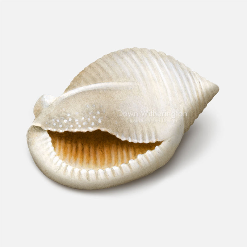 Scotch Bonnet Shell – drawnbydawn