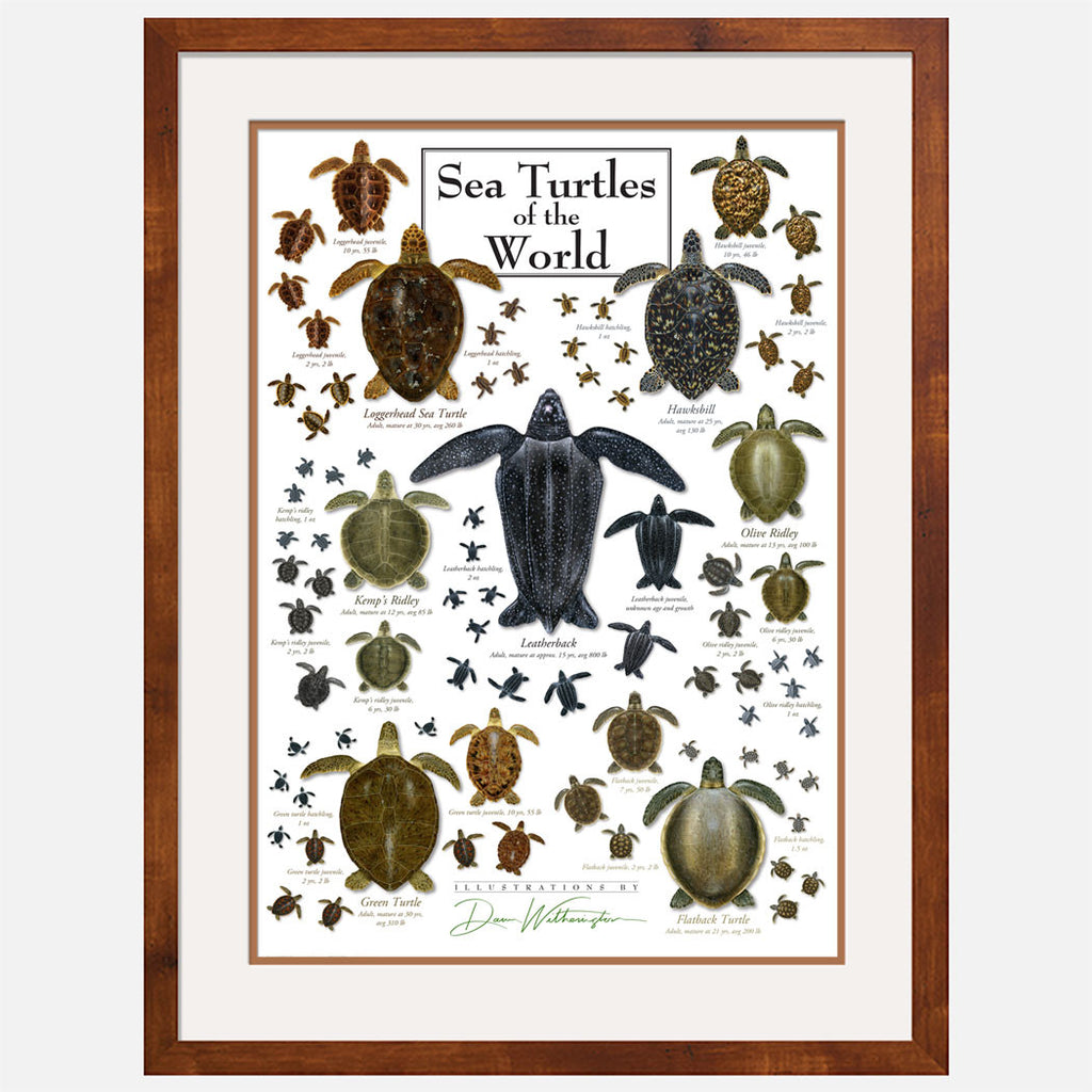 Sea Turtles of the World poster – drawnbydawn