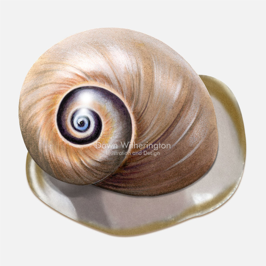 Living Shark Eye Snail – drawnbydawn