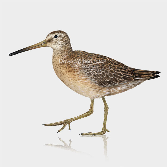 Short-billed Dowitcher Breeding Adult – drawnbydawn