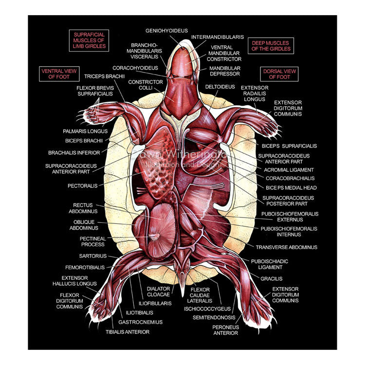 Slider turtle muscle anatomy – drawnbydawn