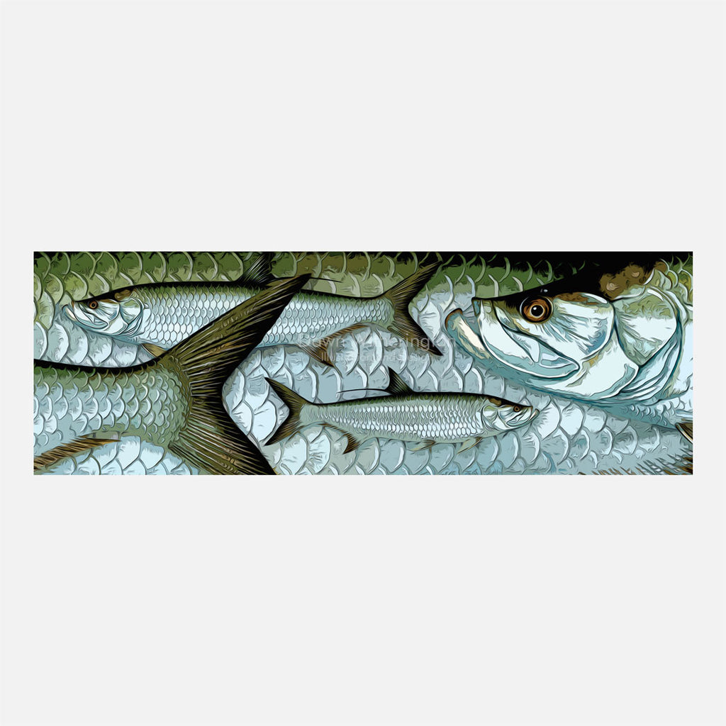 Atlantic tarpon graphic – drawnbydawn