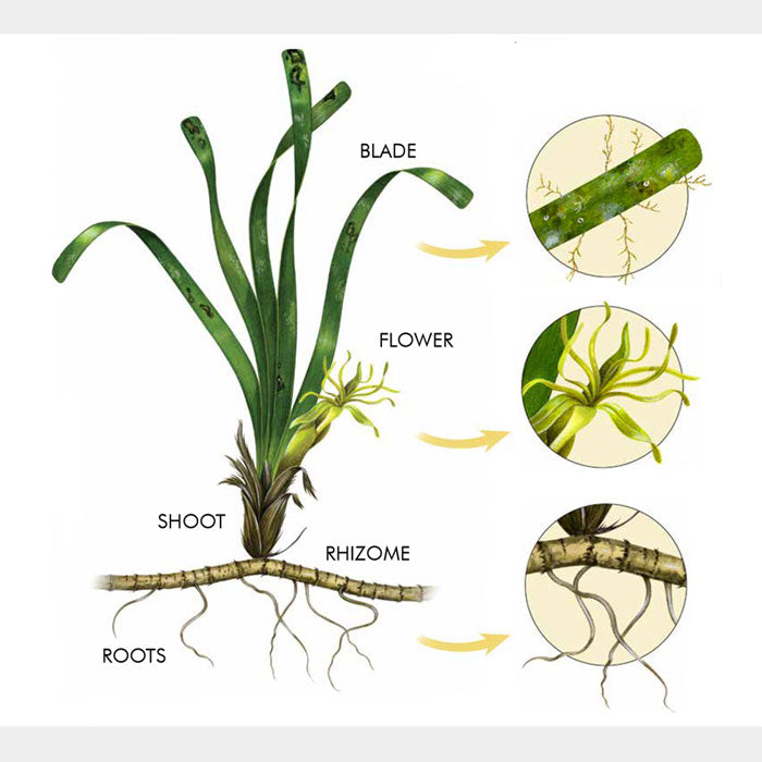 Turtle Grass Diagram