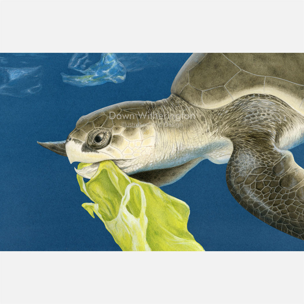 Kemp's Ridley Sea Turtle with Plastic – drawnbydawn