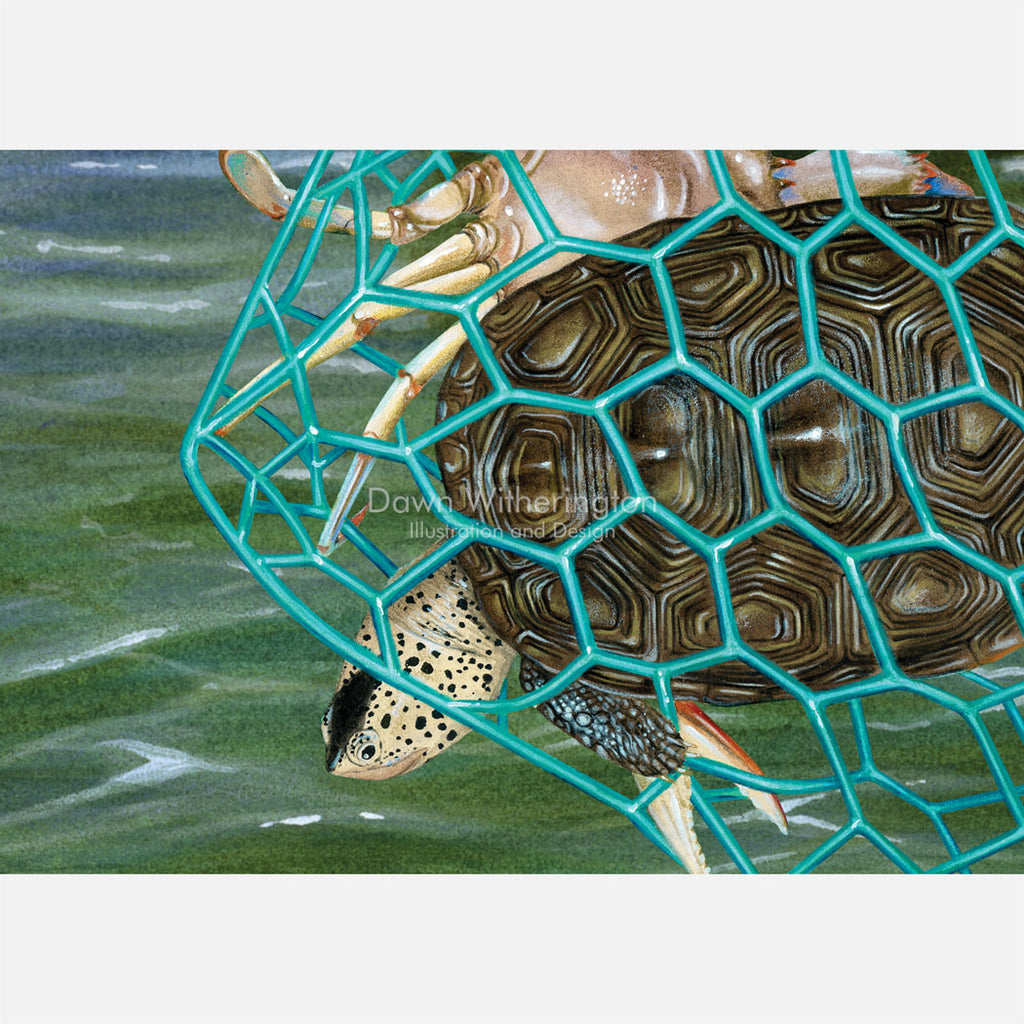 East Coast Diamondback Terrapin Caught in a Crab Trap – drawnbydawn