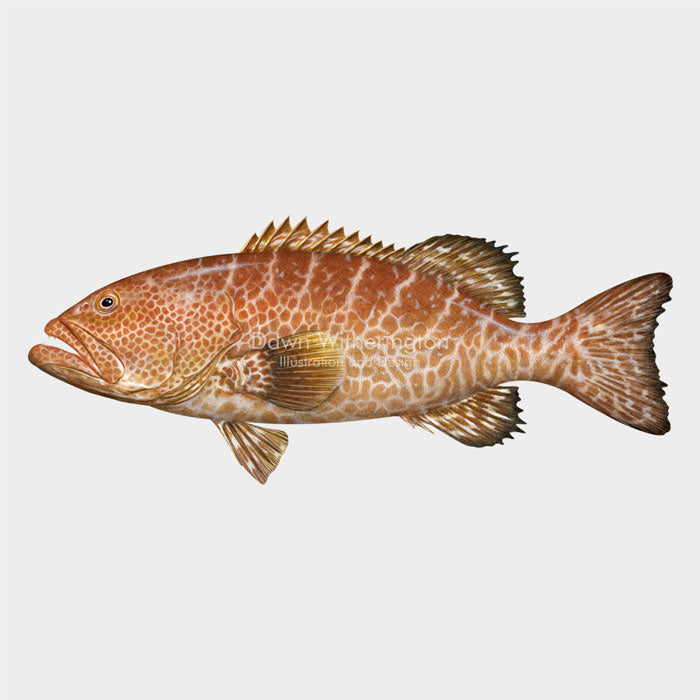 Tiger Grouper – drawnbydawn