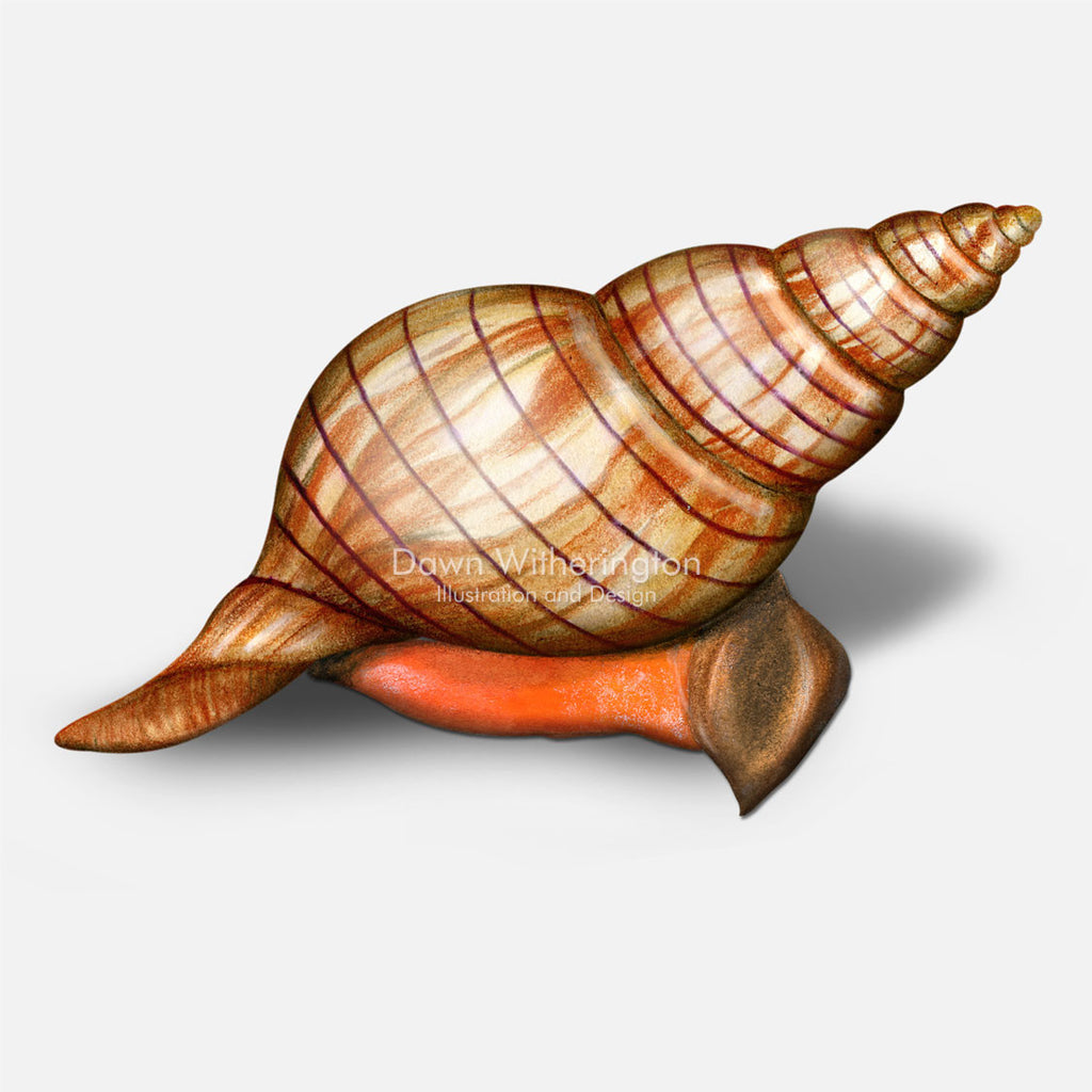 Living Eastern Banded Tulip Snail – drawnbydawn