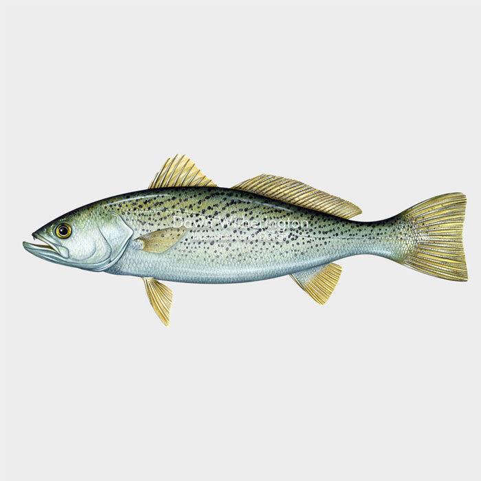 Weakfish – drawnbydawn