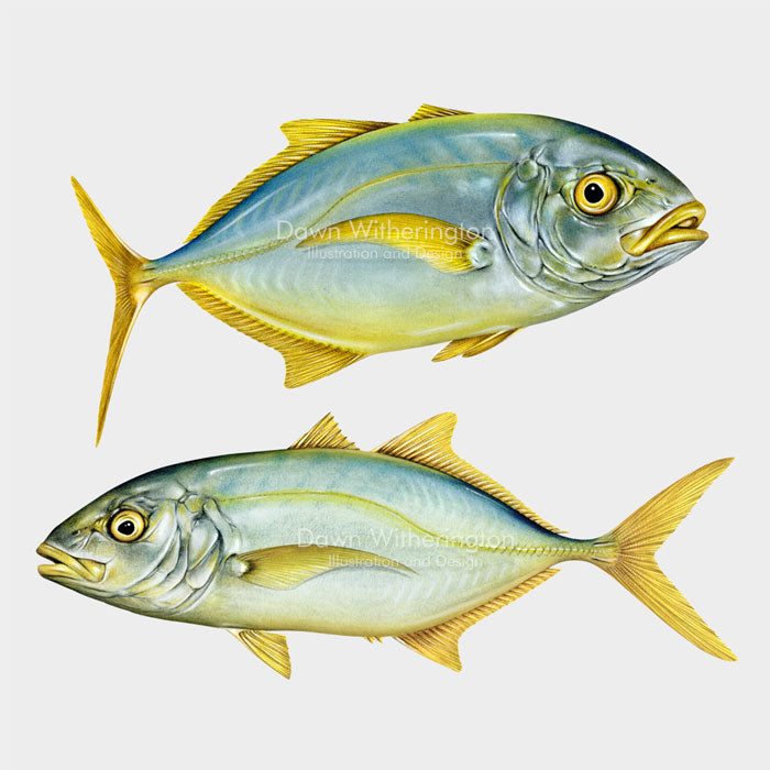 Yellow jacks – drawnbydawn